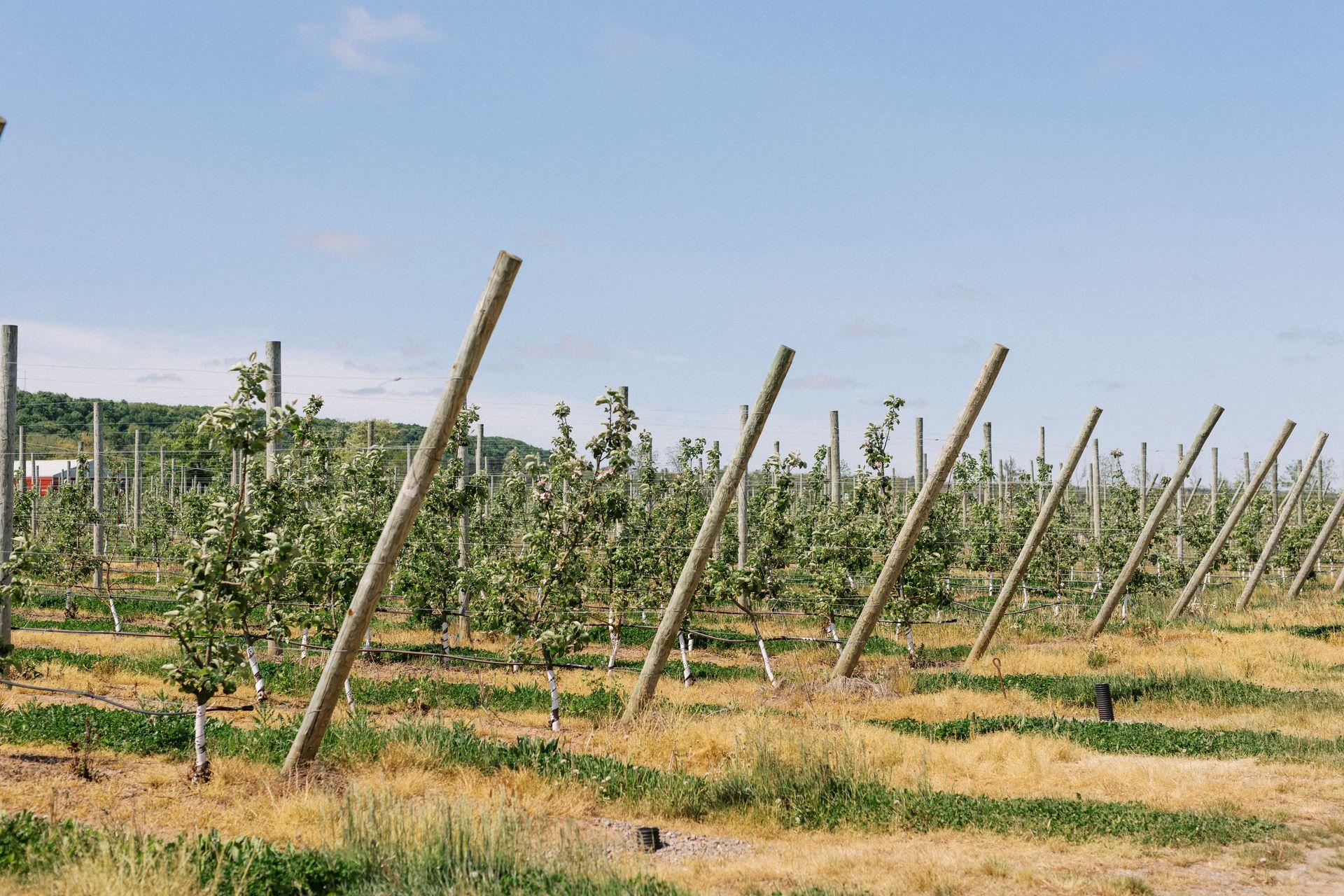 Niagara Cider | BenchBrewing
