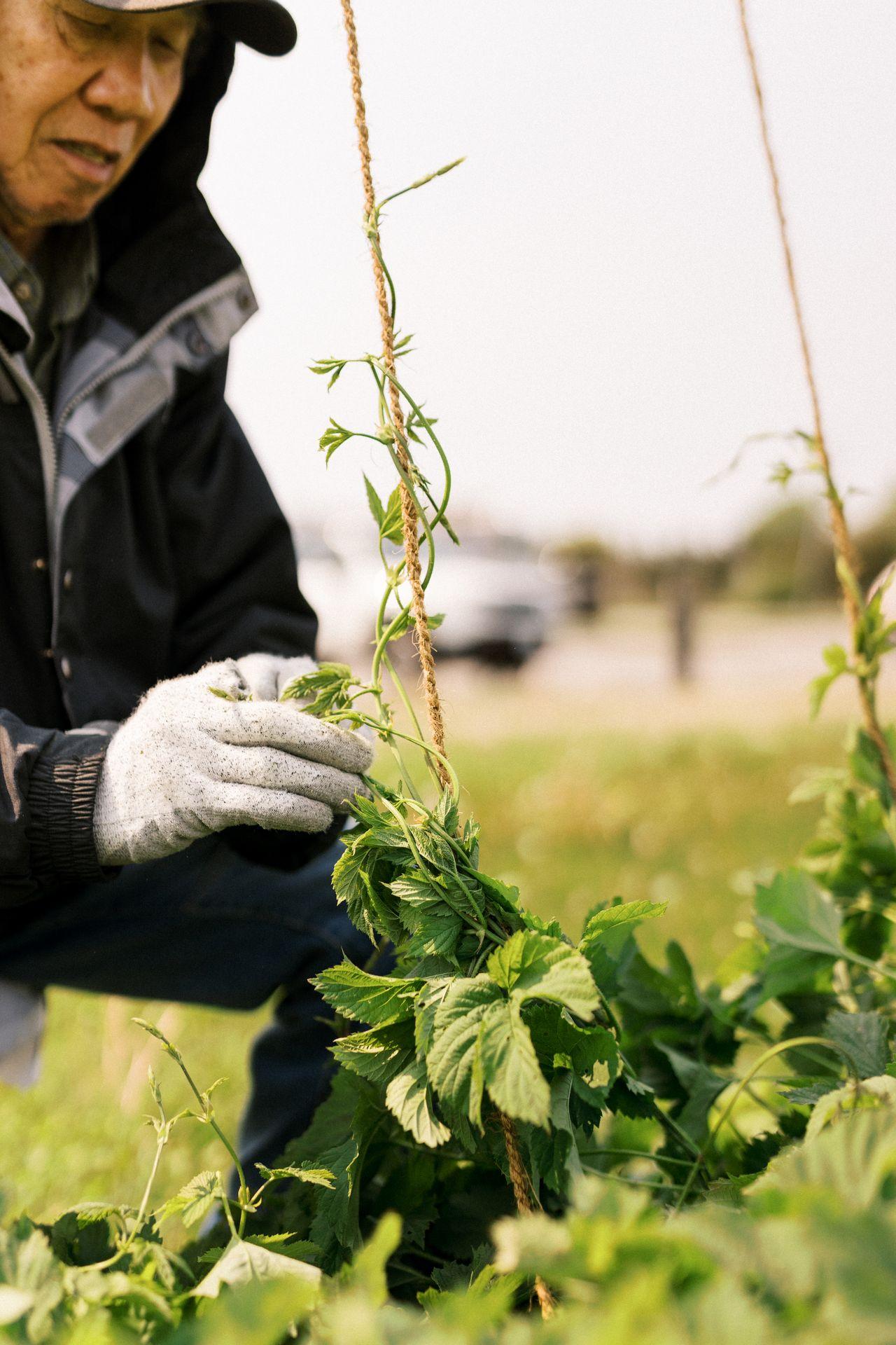 careers | BenchBrewing